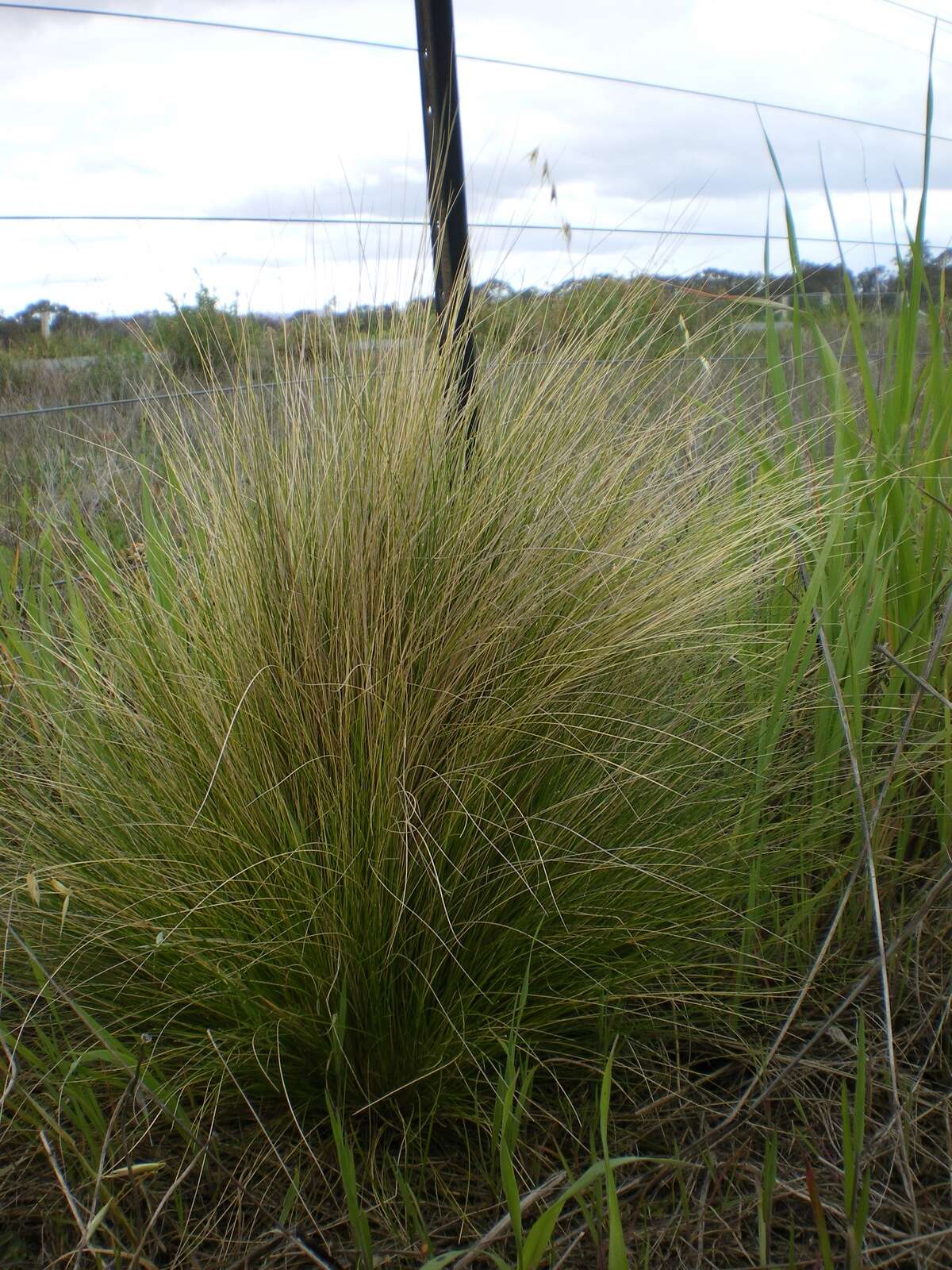 Get set for tussock treatment | Country News