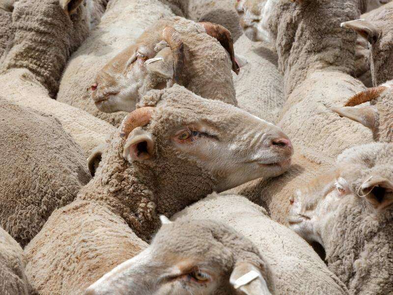 Ban on live sheep exports clears lower house | Country News