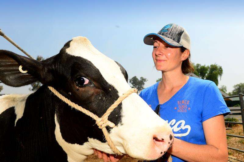 Dairy Week about to kick-off | Country News