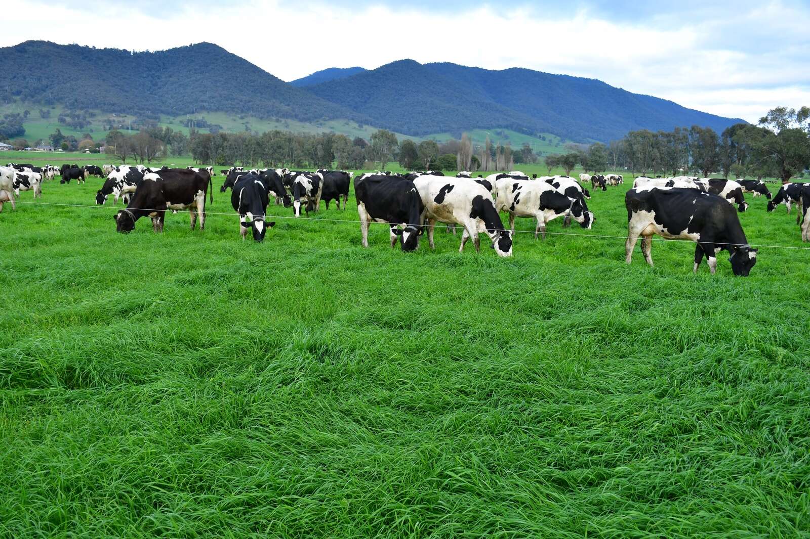 Rye-grass offers a frenzy of quality feed | Dairy News Australia