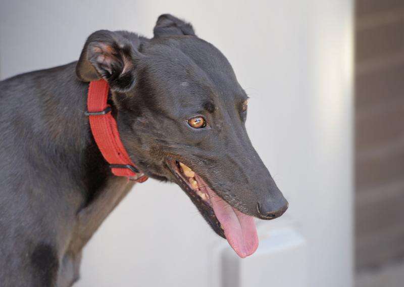 Retired greyhounds cop new gig | Country News
