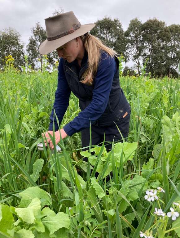 Interest grows in multispecies pastures | Dairy News Australia