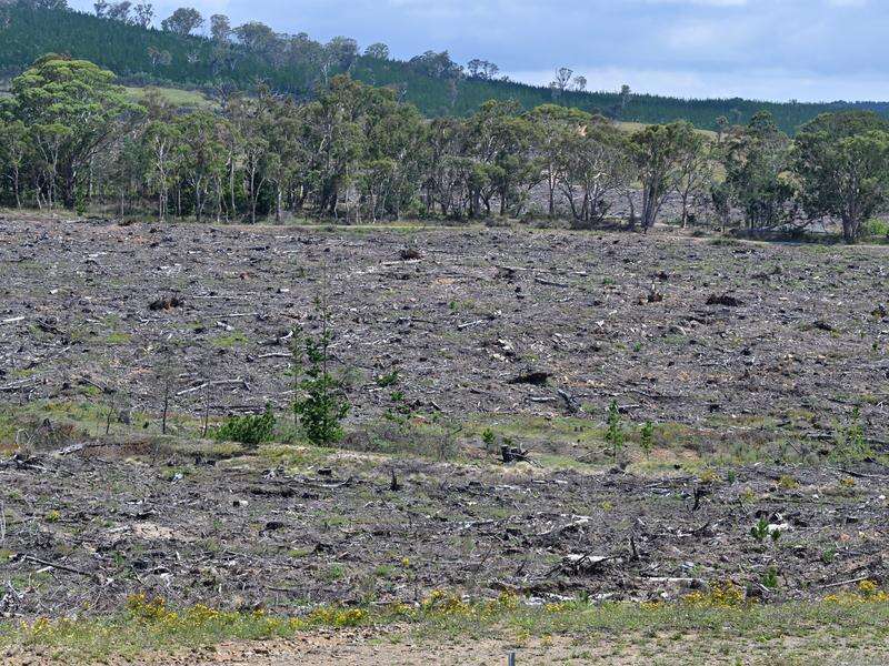 Australia forecast to become a carbon credit factory | Country News
