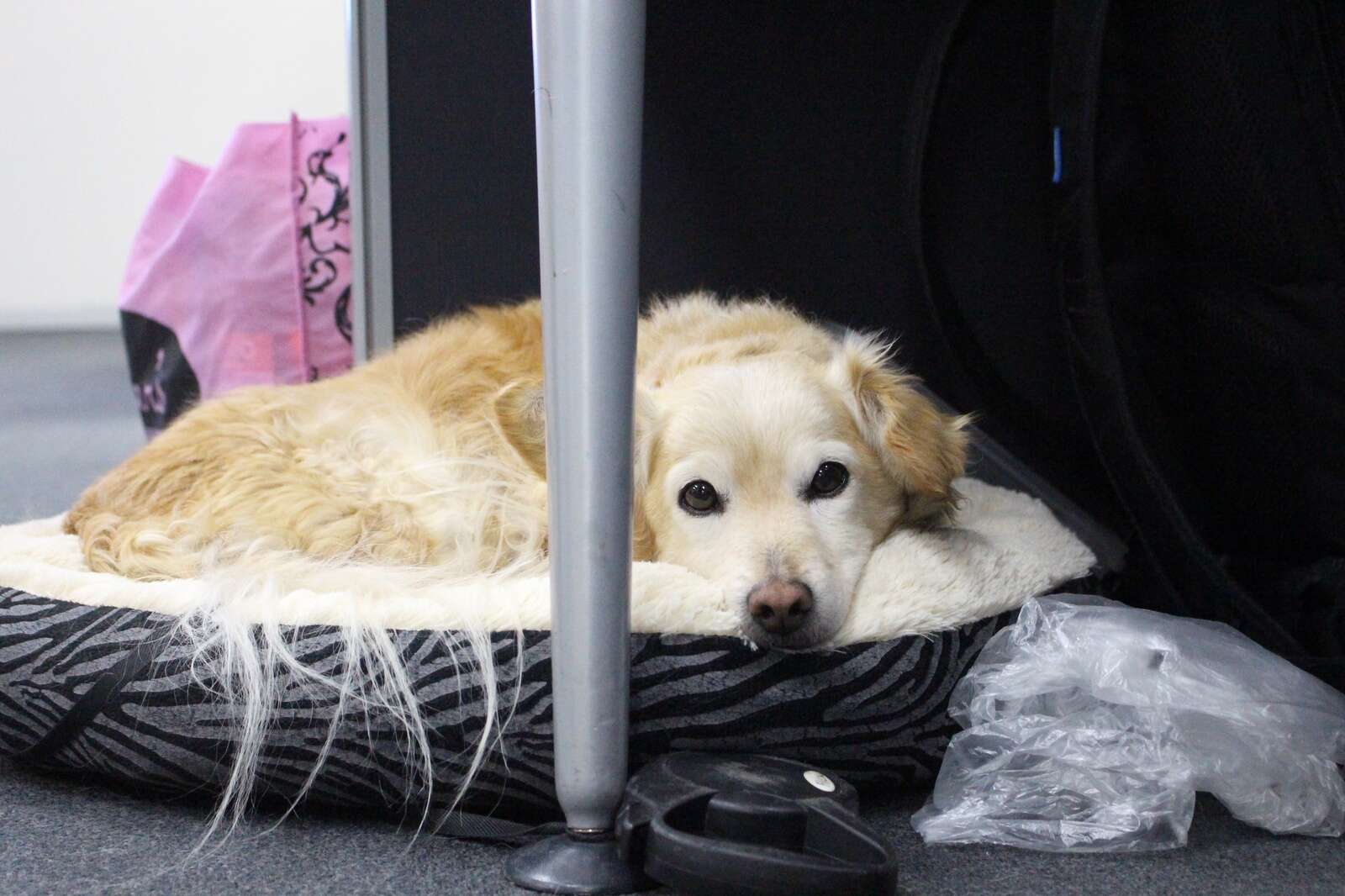New top dog taking the social media world by storm | Shepparton News