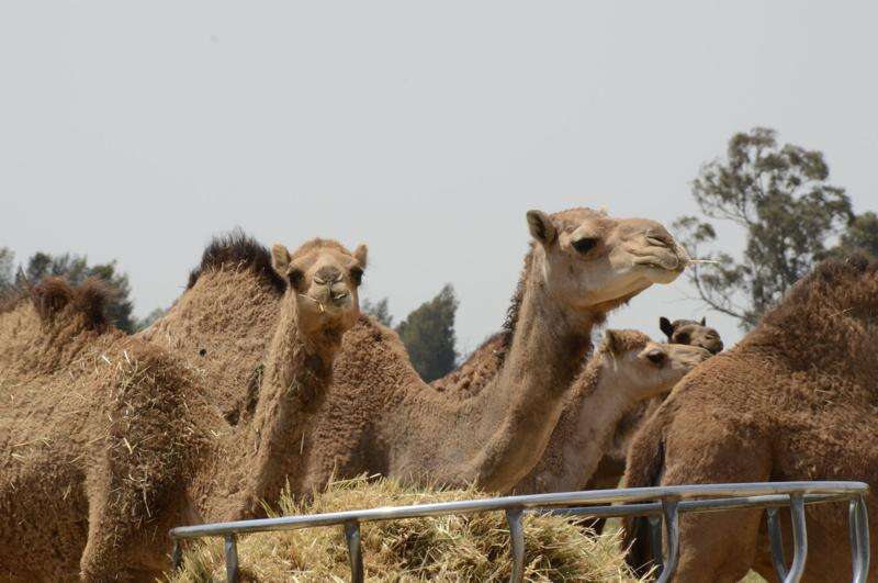 Planning approval for camel milk farm | Country News