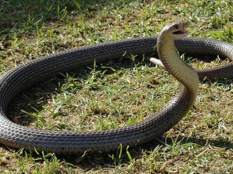 Man dies following suspected snake bite | Shepparton News