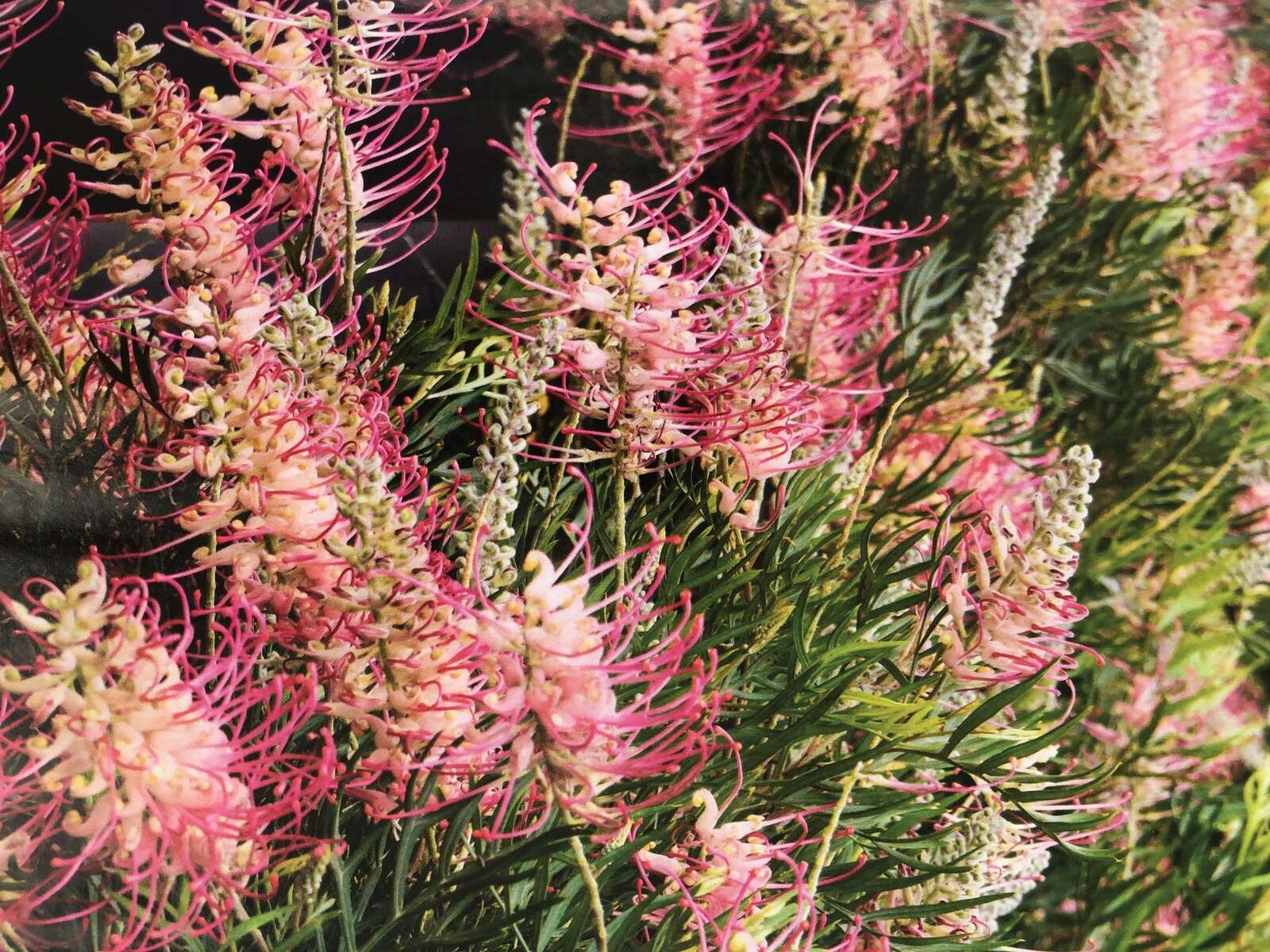 Town Talk | Native plant lovers unite | Shepparton News