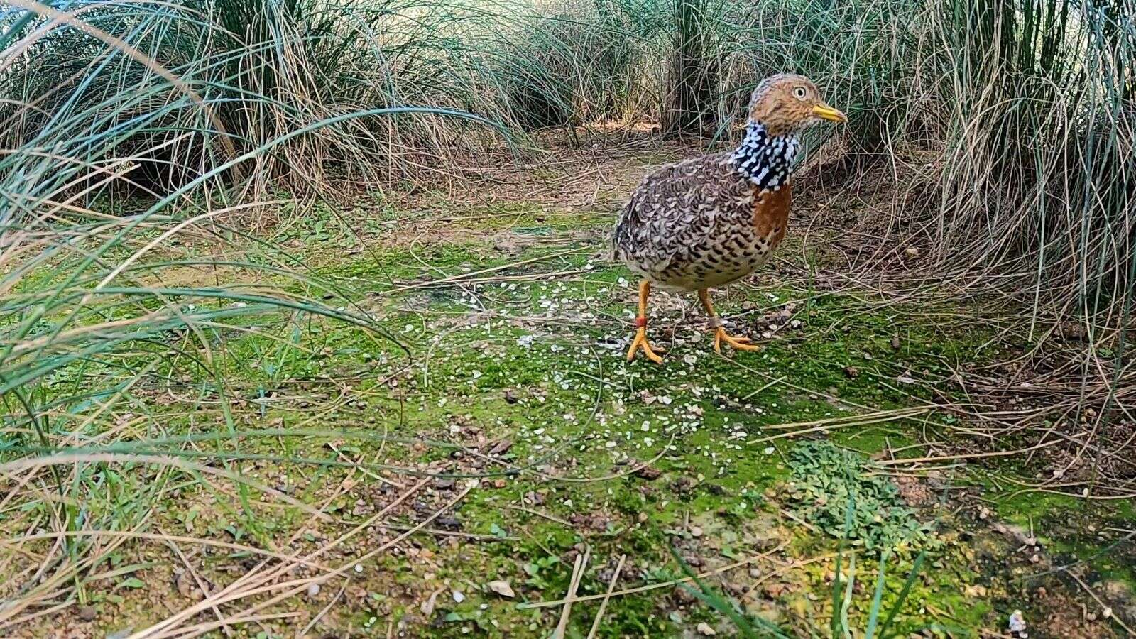 Efforts to save ancient bird show promising results | Shepparton News