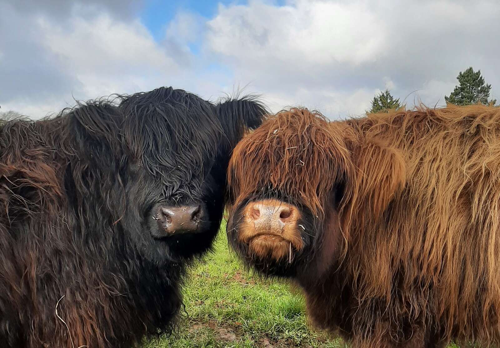 Poll Highlands in high demand | Country News