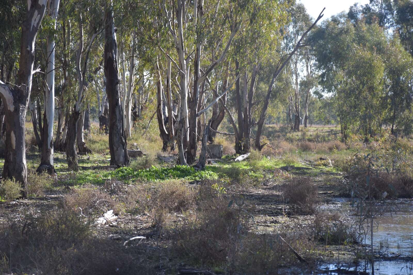 Farm wetland comes alive | Country News