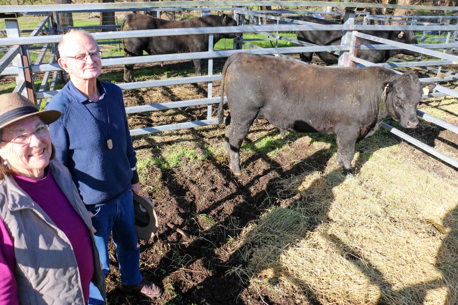 Reiland Angus sale hits $36,000 | Campaspe News