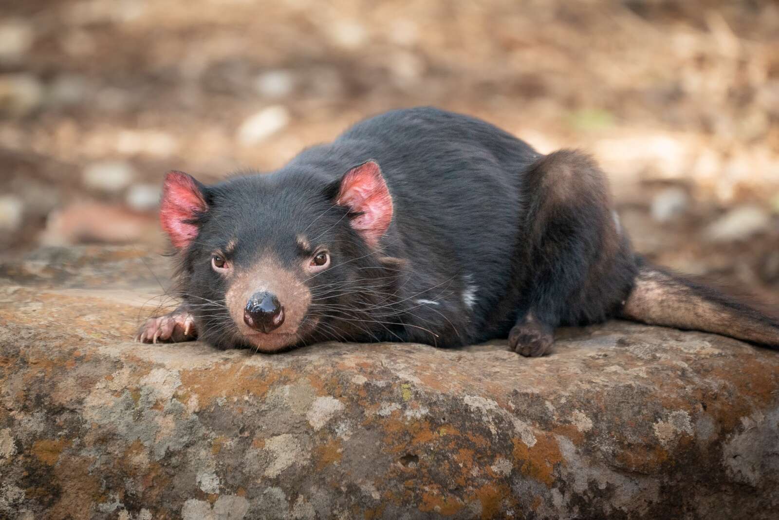Weigh to go: Tassie devils are masters of the scales | Seymour Telegraph