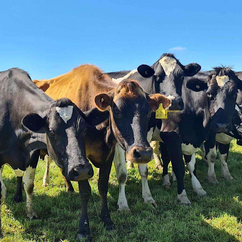 Dairy code review announced by Federal Government | Country News
