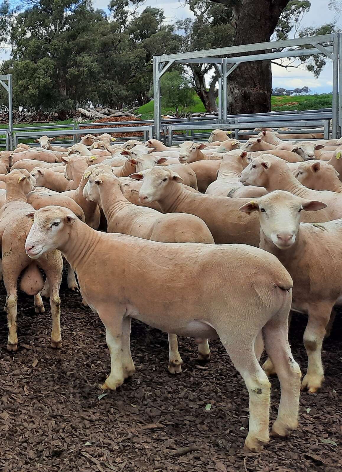 Classy rams to be auctioned | Country News