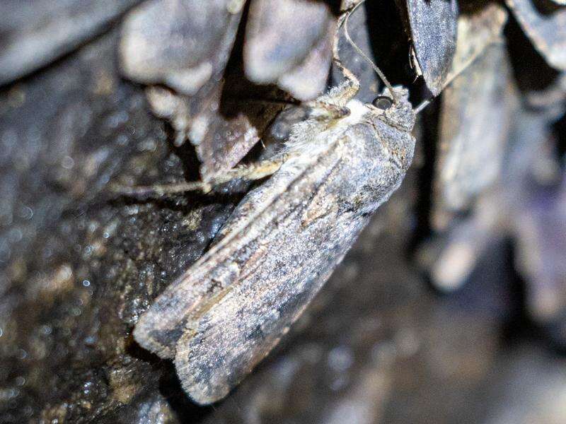 Endangered moth fights against extinction | Kyabram Free Press