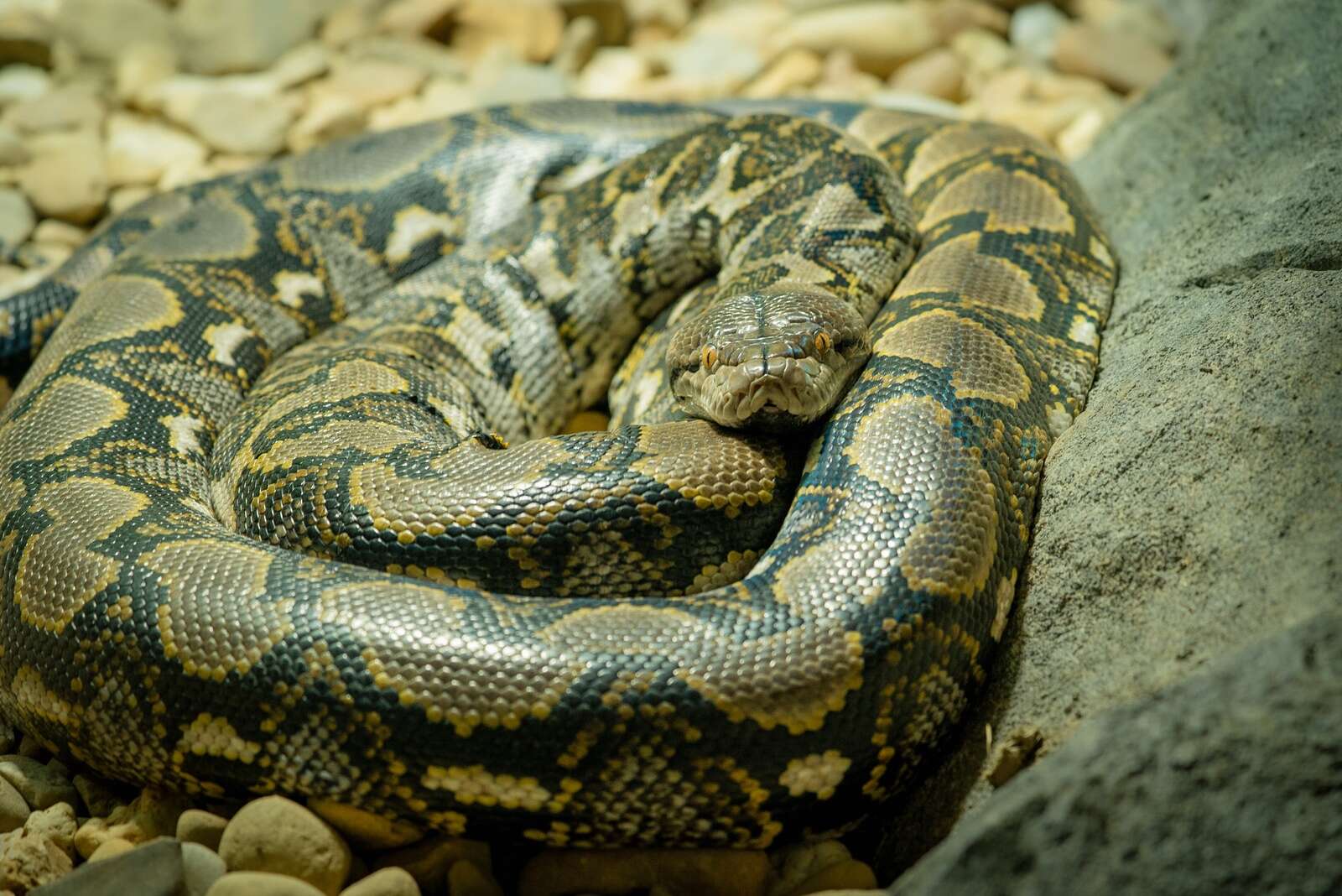 World’s longest snake slithers into new home | Country News