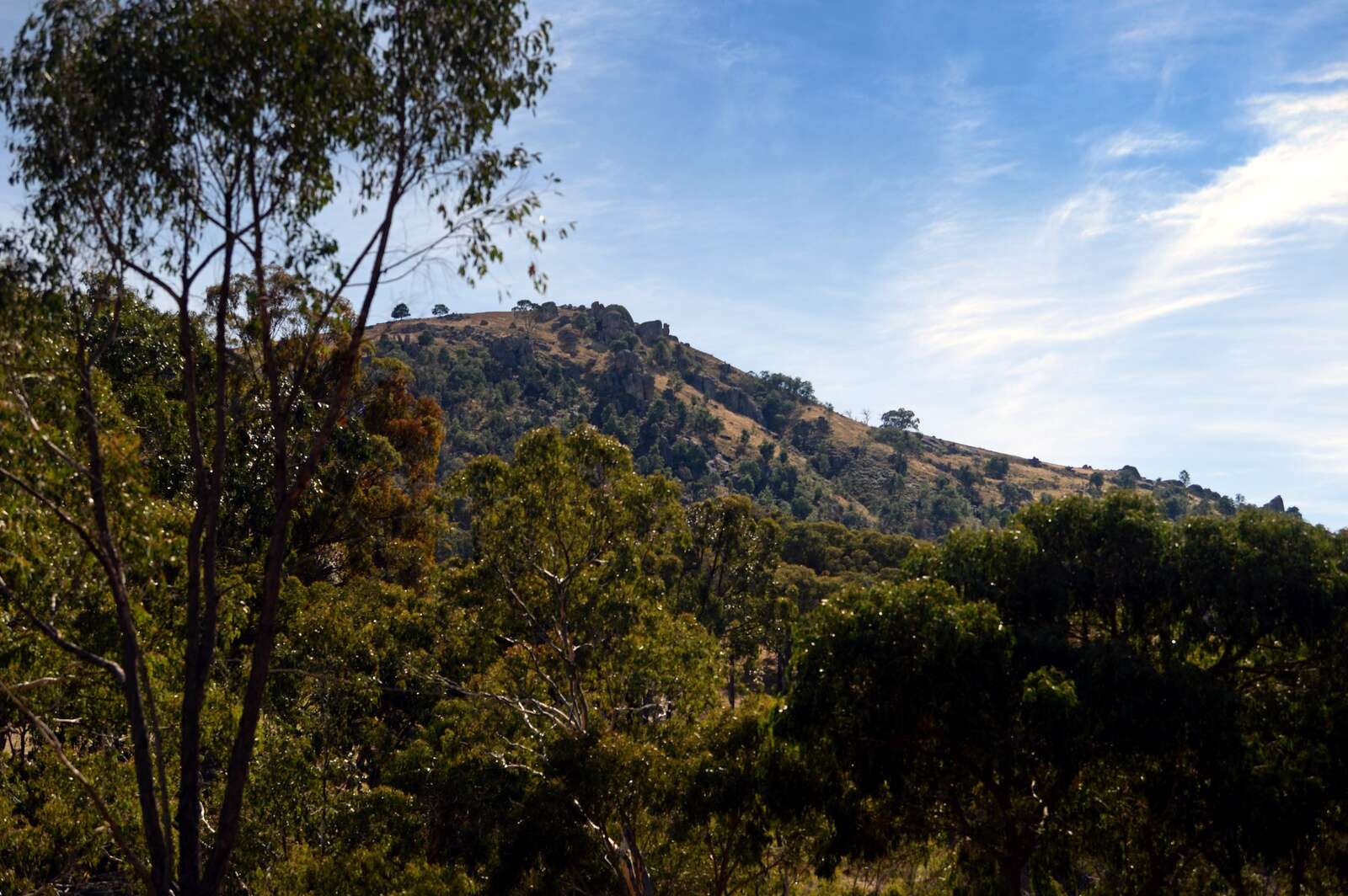Legal challenge to Strathbogie Forest burns | Country News