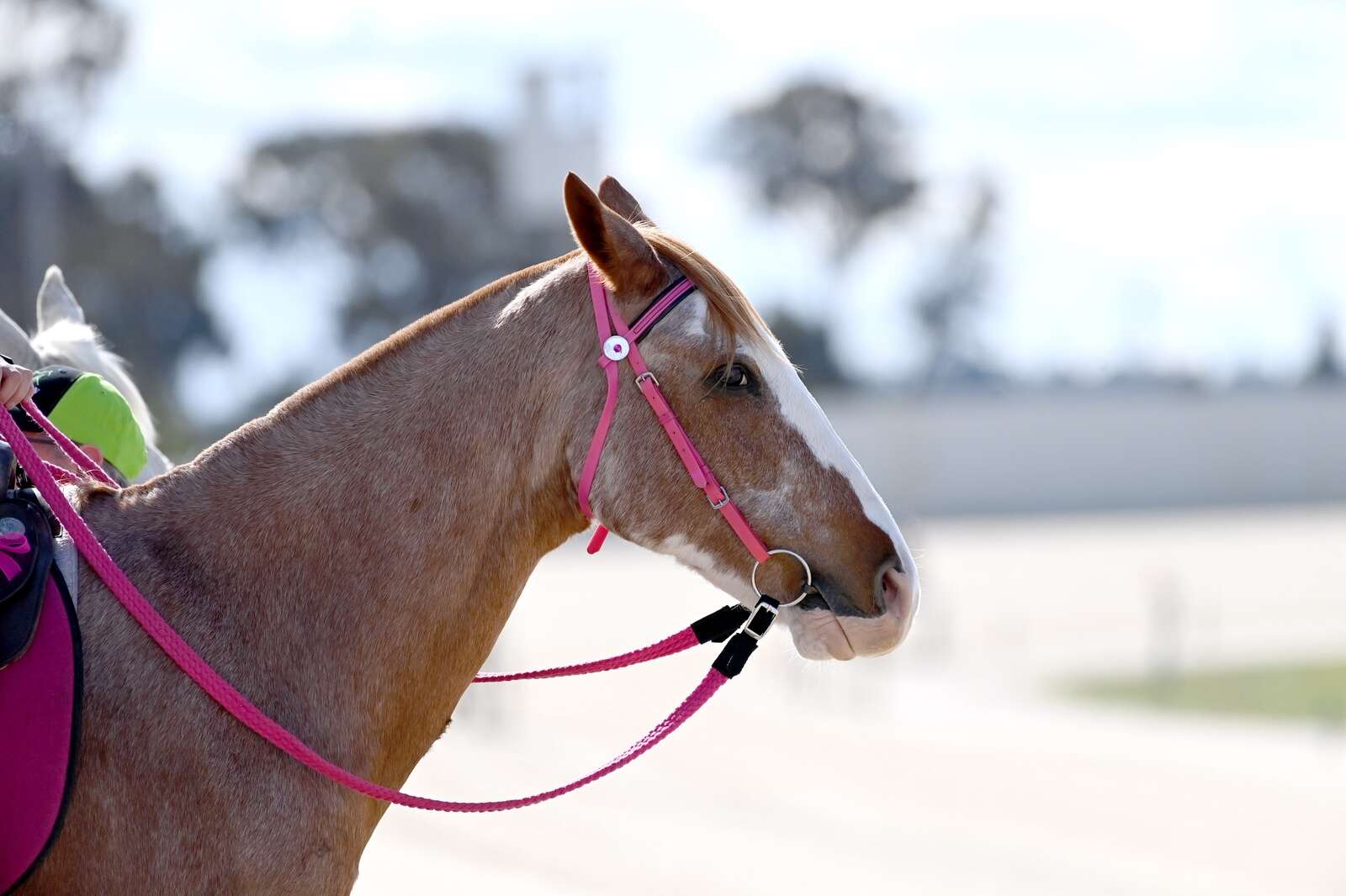 Pacing for a cause: Shepparton Harness Racing Club tickled pink about ...