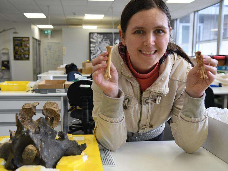 Australia's first vulture confirmed | Country News