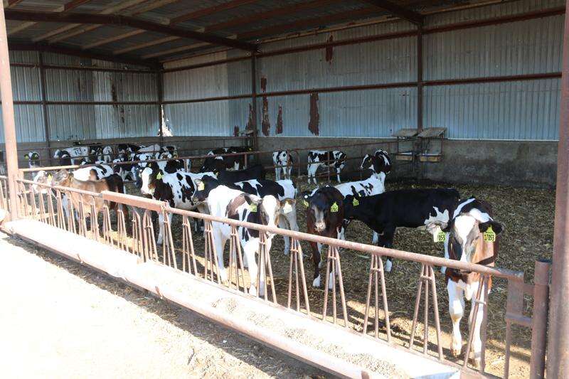 Designing calf housing | Dairy News Australia