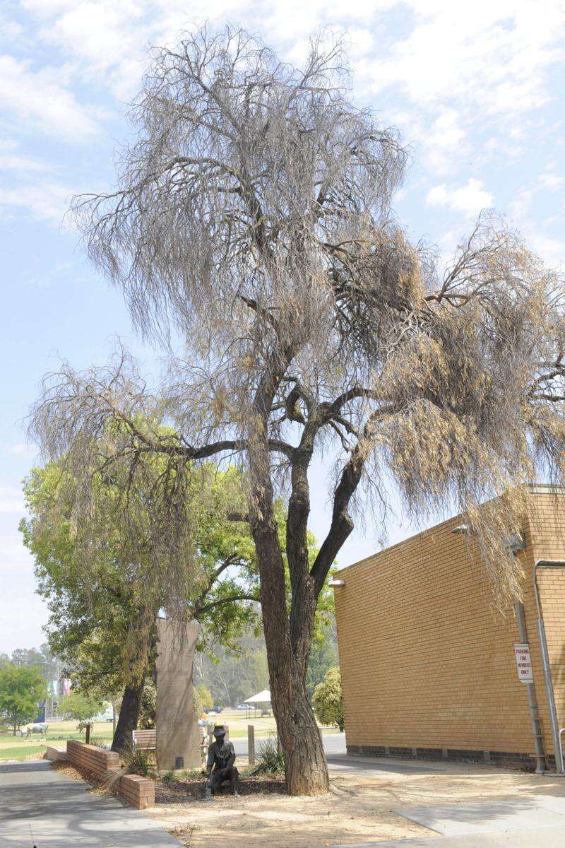 Shepparton's Furphy Tree legacy will live on | Shepparton News