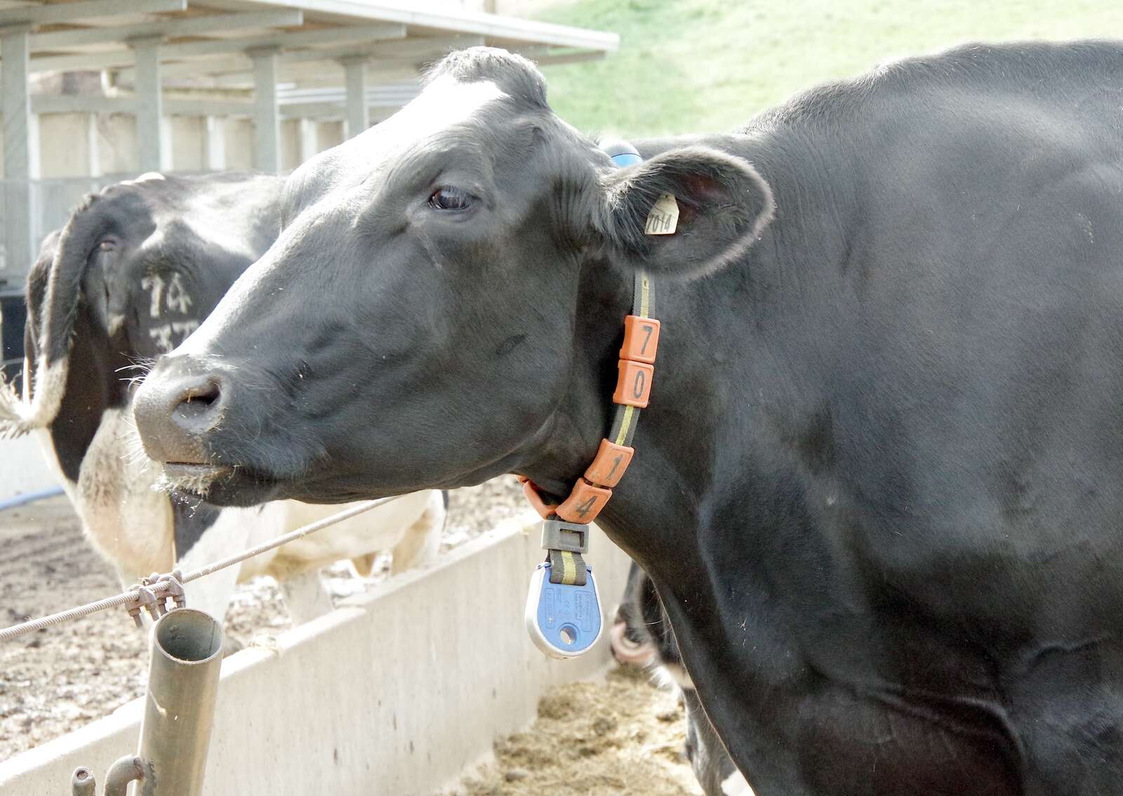 Tracing a cow’s ‘fingerprint’ through her unique muzzle | Dairy News ...