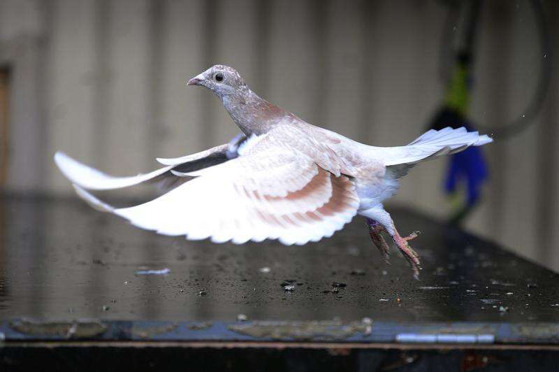 Pigeon Club in full flight | Riverine Herald
