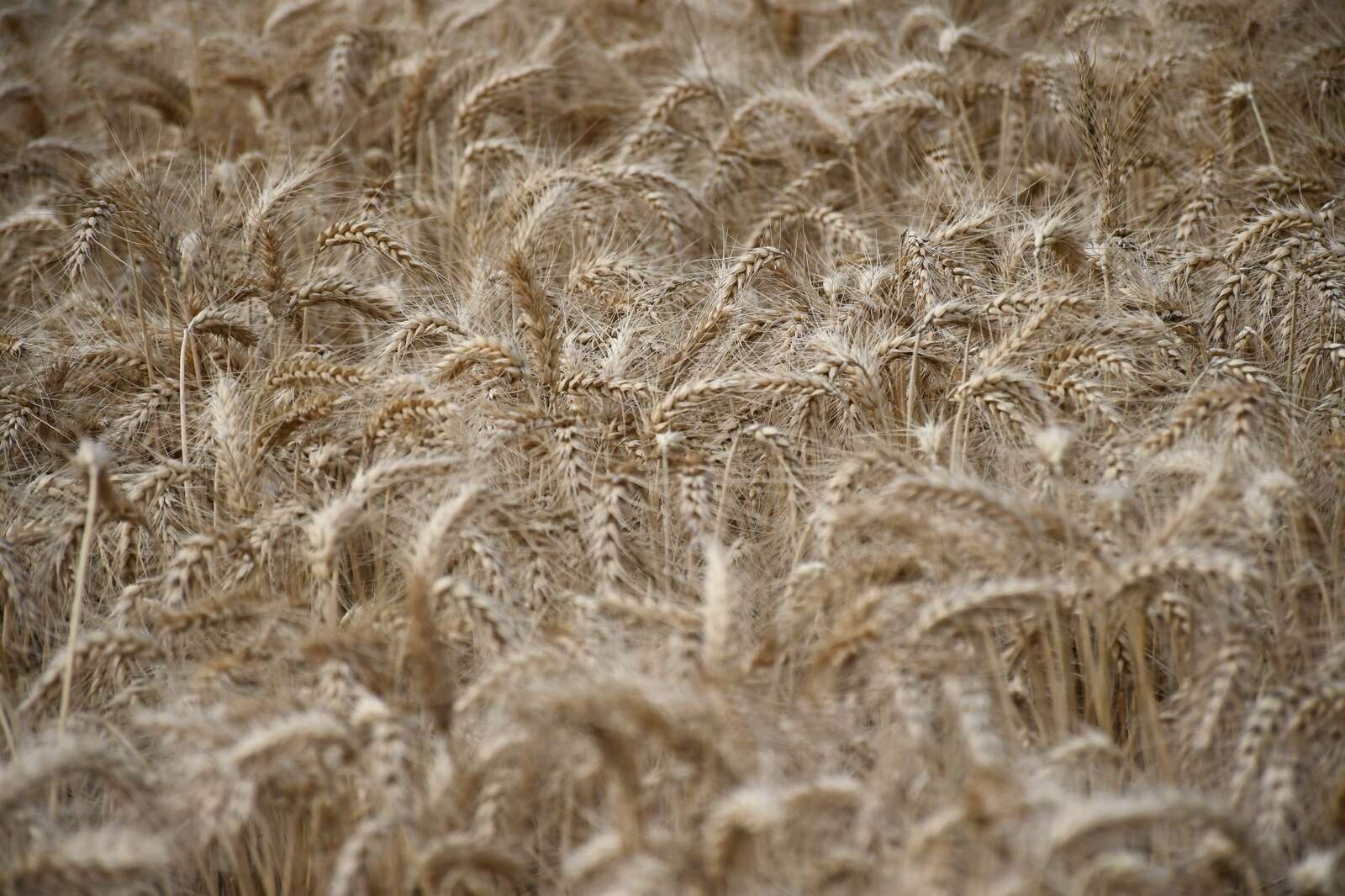 New wheat varieties included in guide | Dairy News Australia