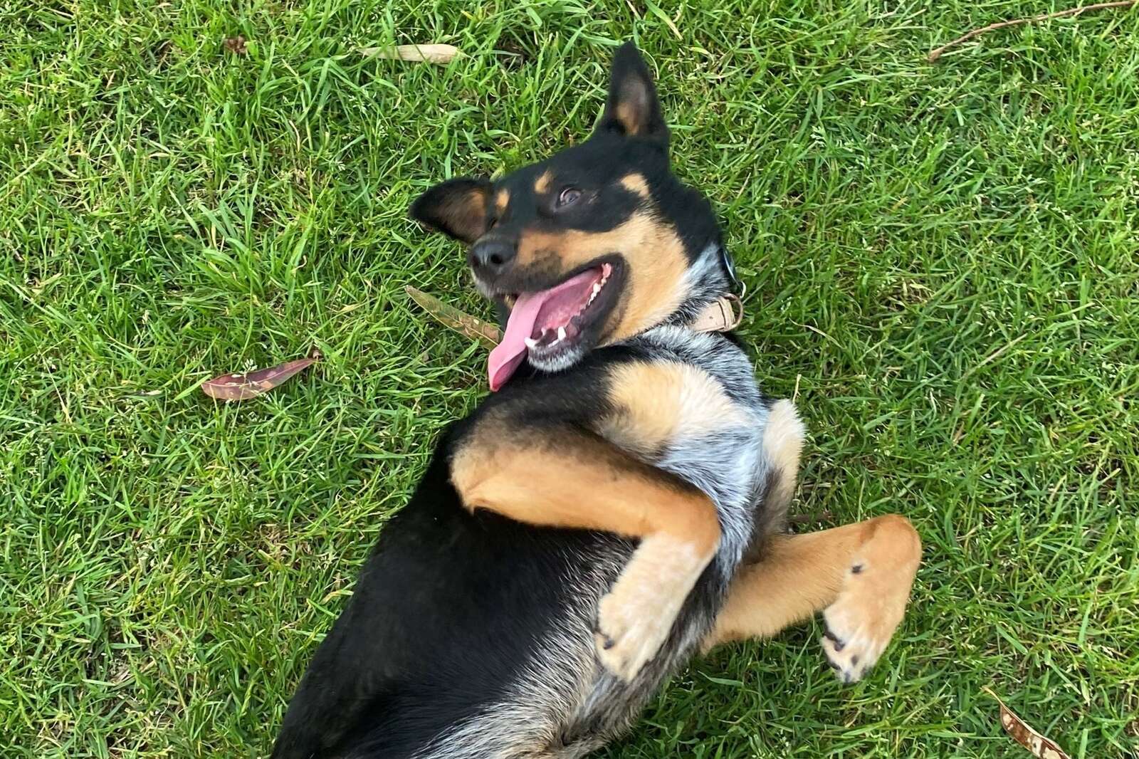 Strathbogie ranks poorly on RSPCA animal cruelty list | Shepparton News