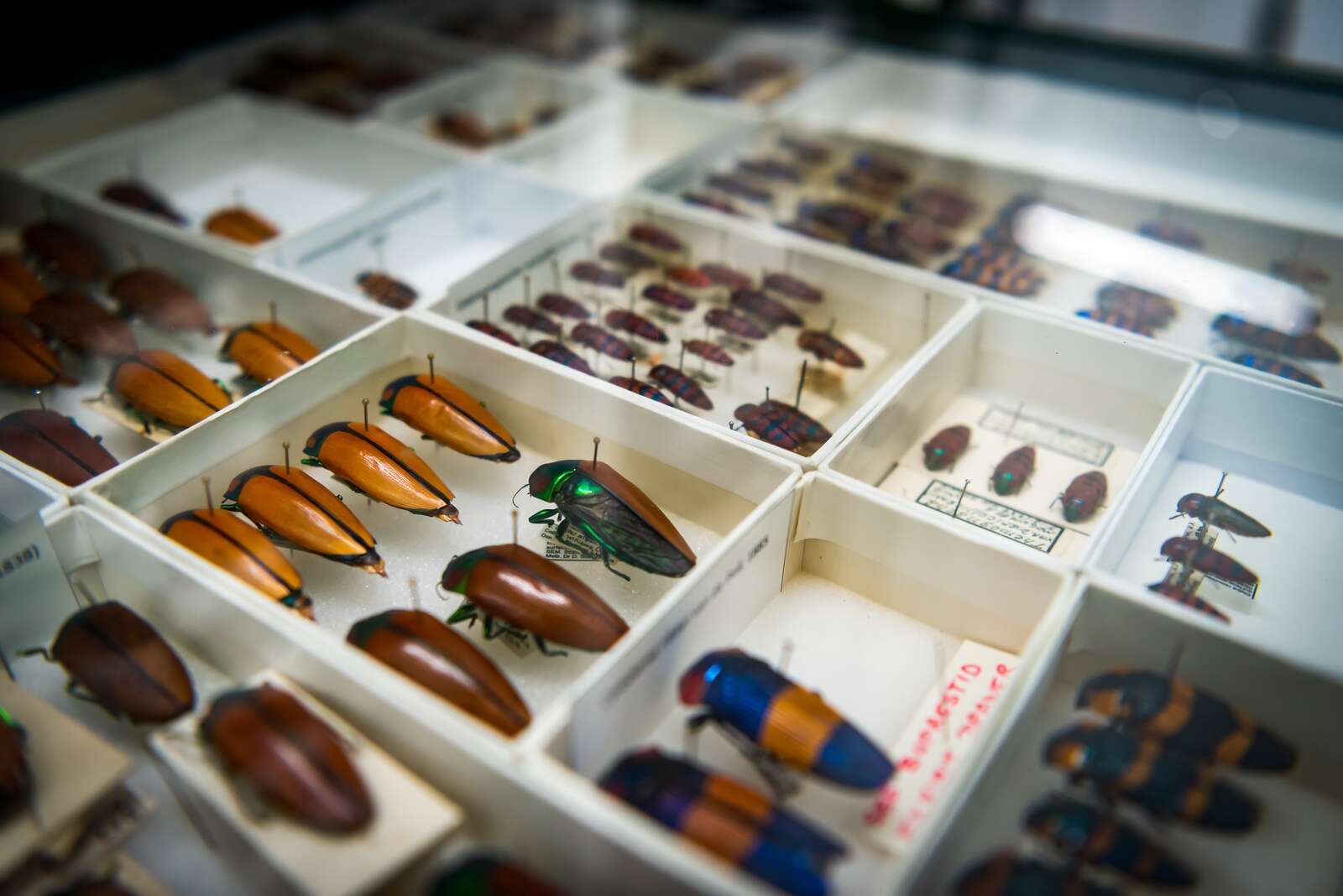 Facility safeguards 13 million irreplaceable specimens | Country News