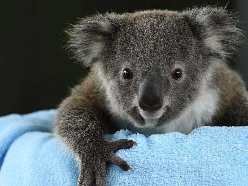 Kangaroo IVF breakthrough could save endangered koalas | Shepparton News