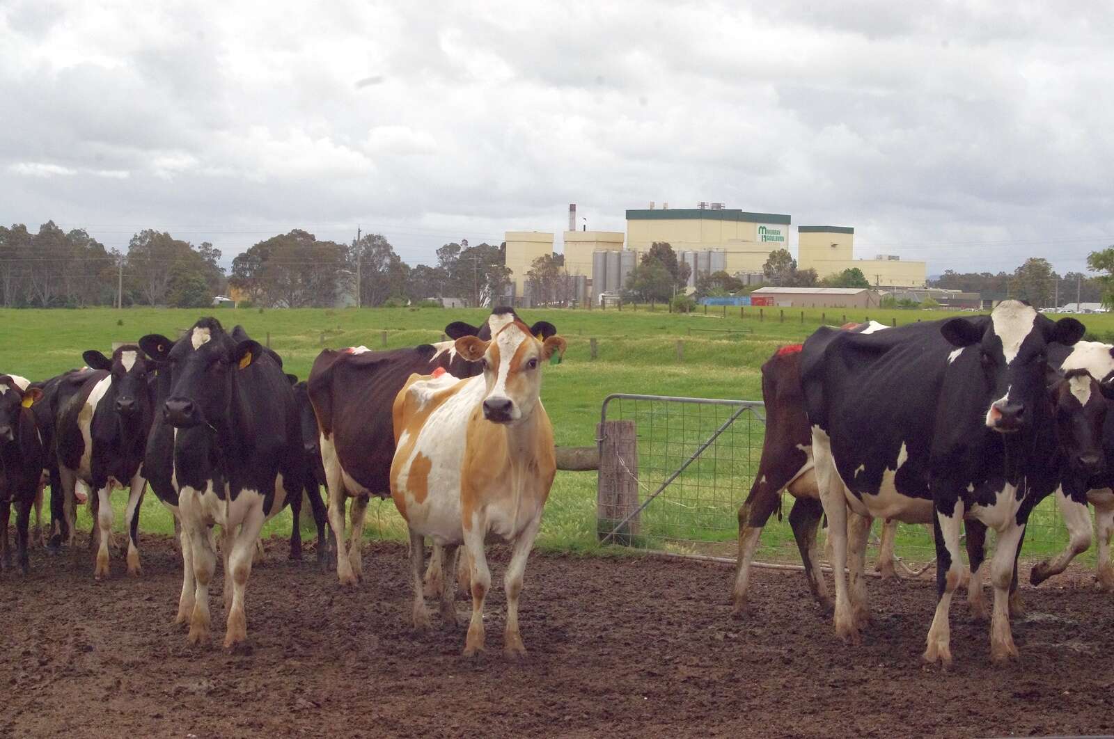 Looking for solutions after closure | Dairy News Australia