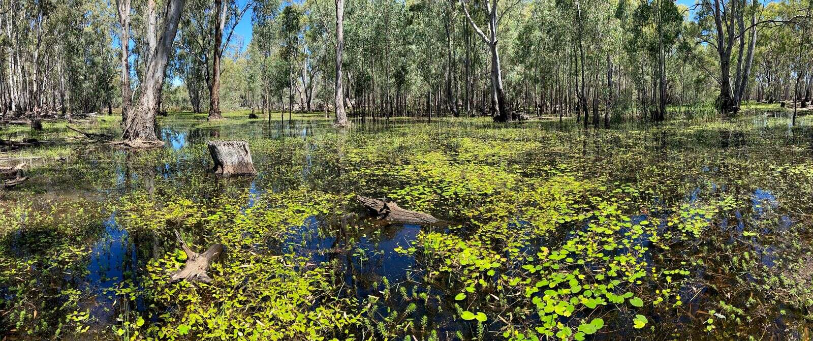 Forest wetlands are flourishing | Country News