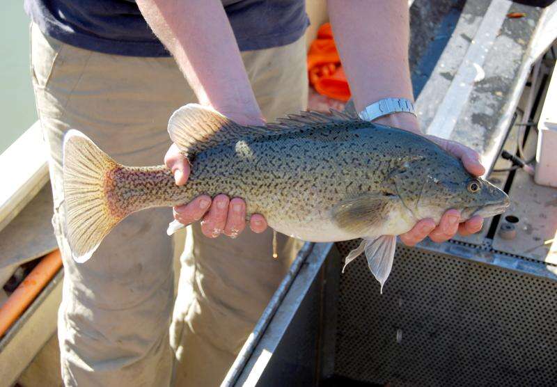Troubled waters ahead for trout cod | Dairy News Australia