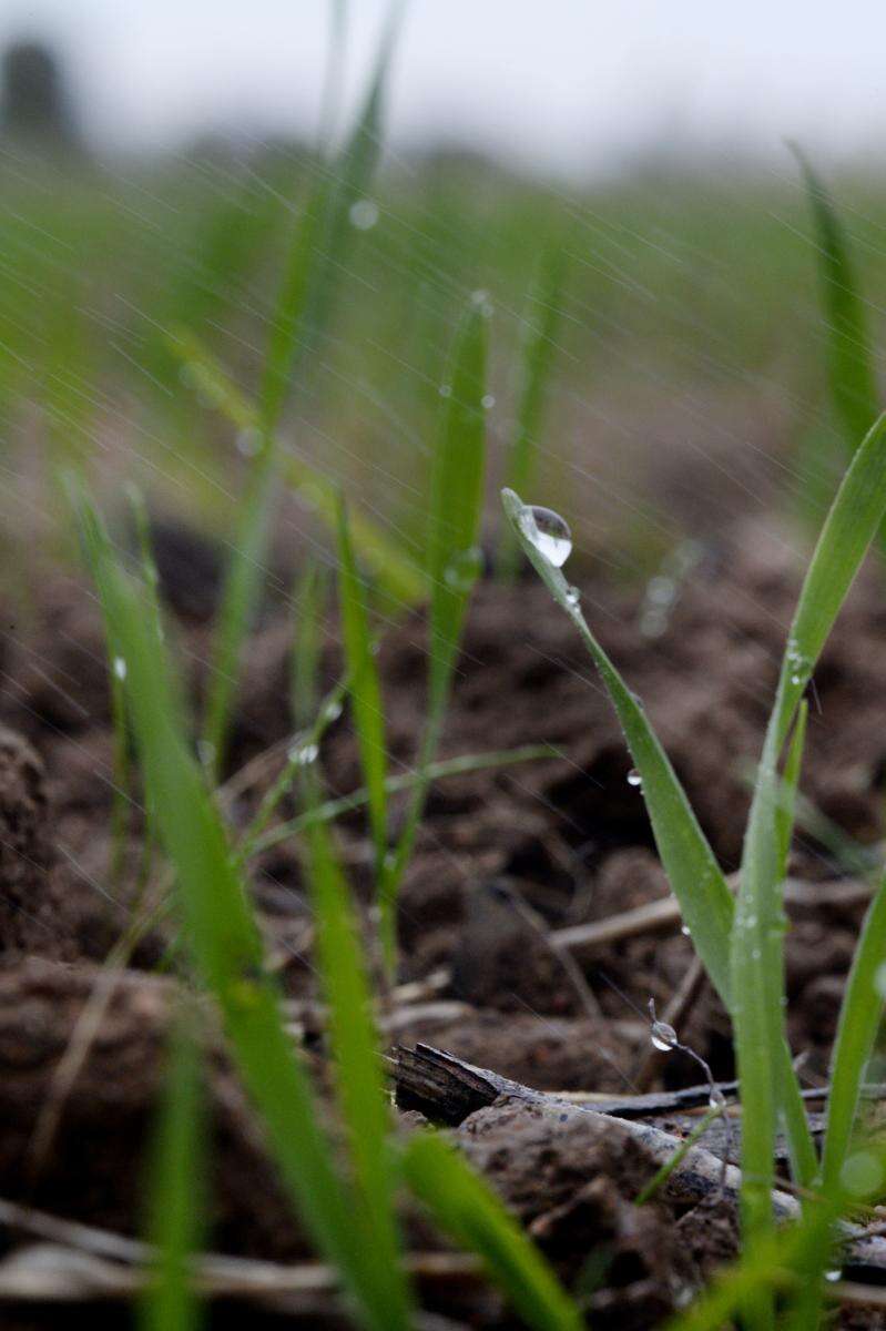 Crop diseases appearing early | Country News