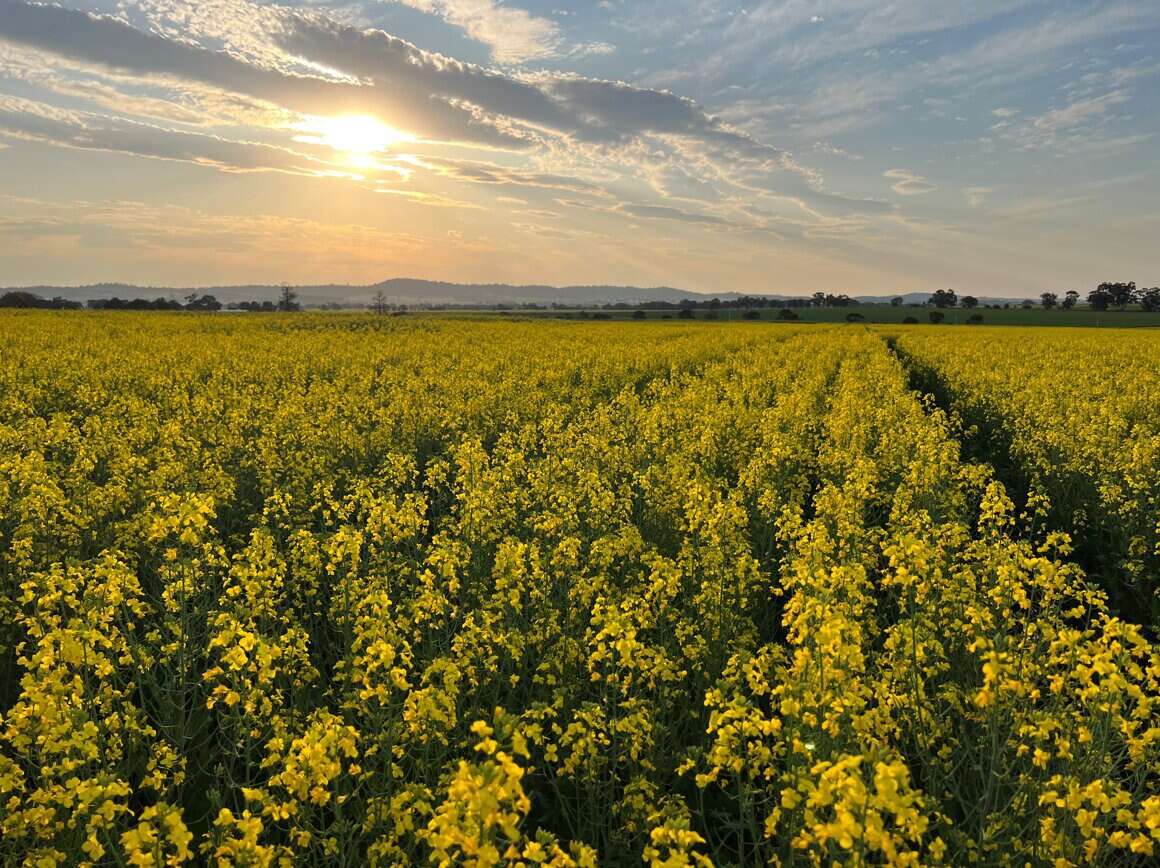 Crop sowing guide updated | Dairy News Australia