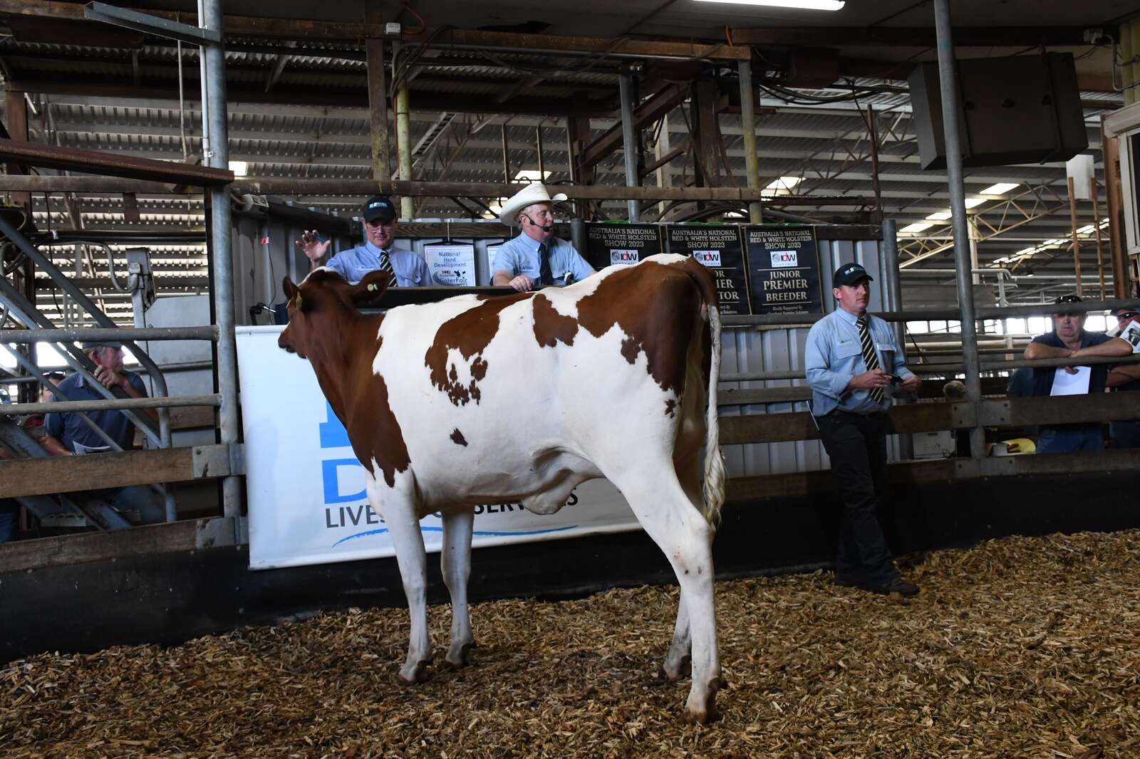 Holstein gems sparkle at sale | Country News