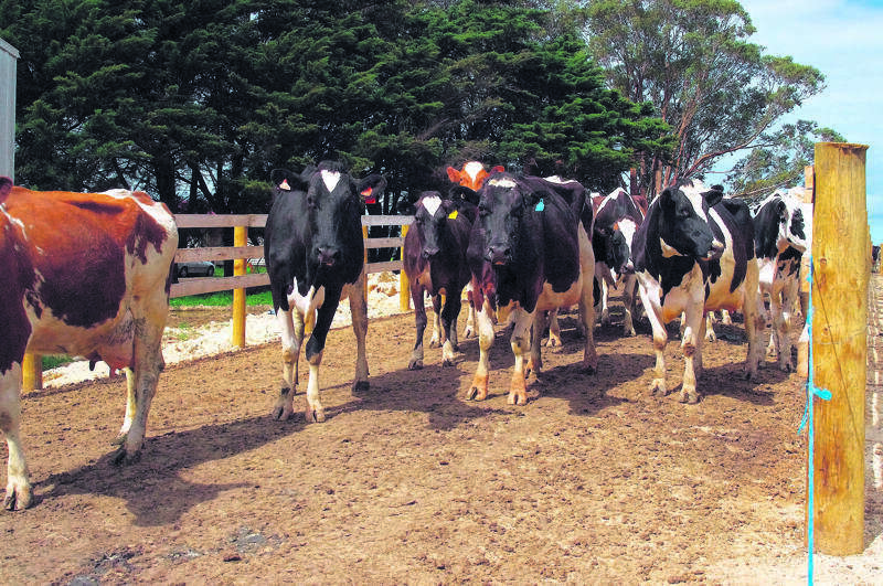 Defined roles work in sharefarming partnership | Dairy News Australia