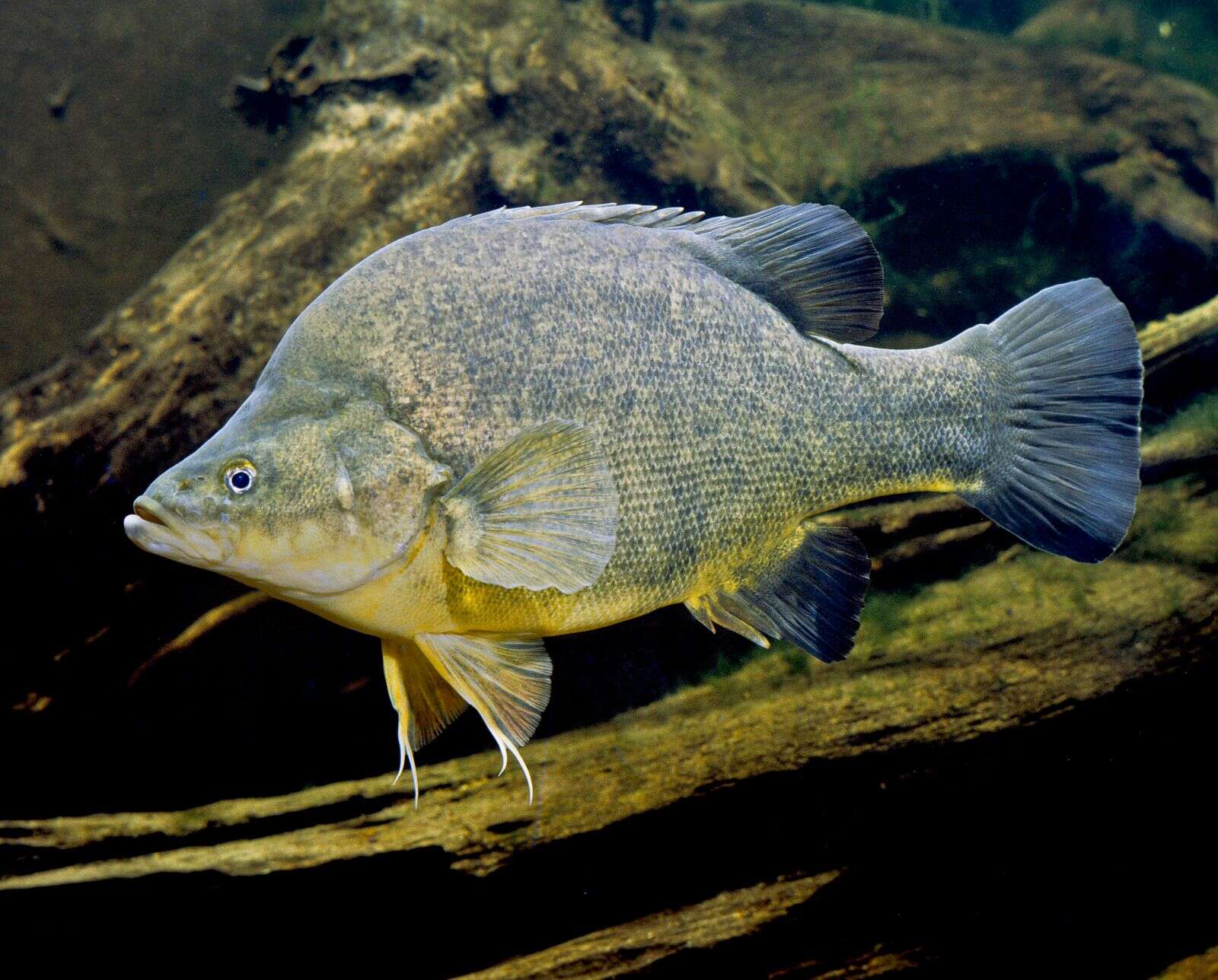 Fees fund fish projects | Country News