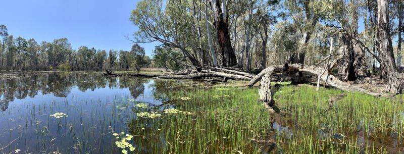 Reedy Lagoon, Little Reedy wetlands to receive environmental water ...
