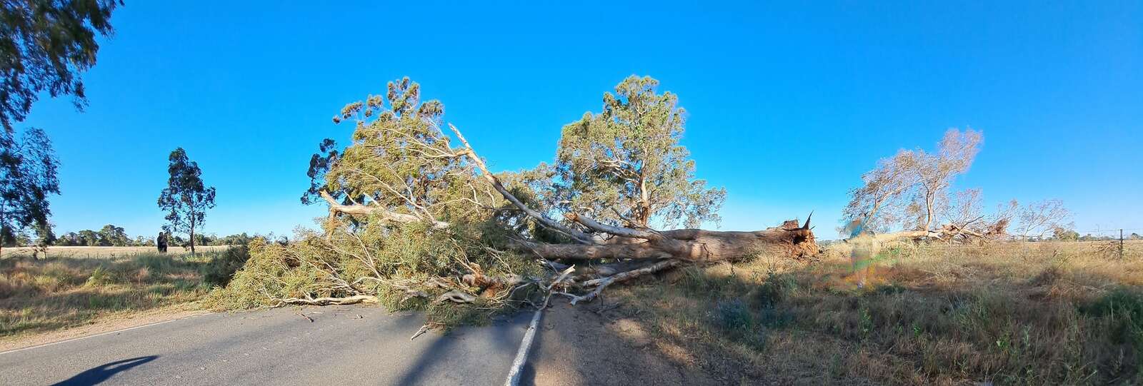 Seconds from tree disaster | Country News