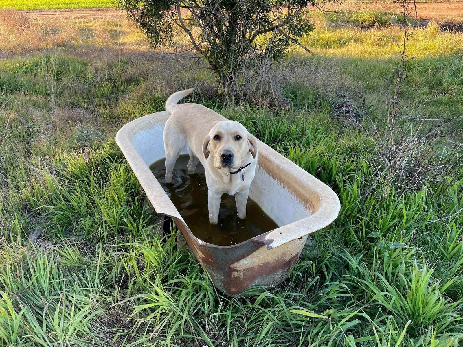 Cooper is always pumped | Shepparton News