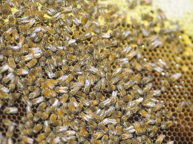 NSW beekeepers get funds after mite fight | Shepparton News