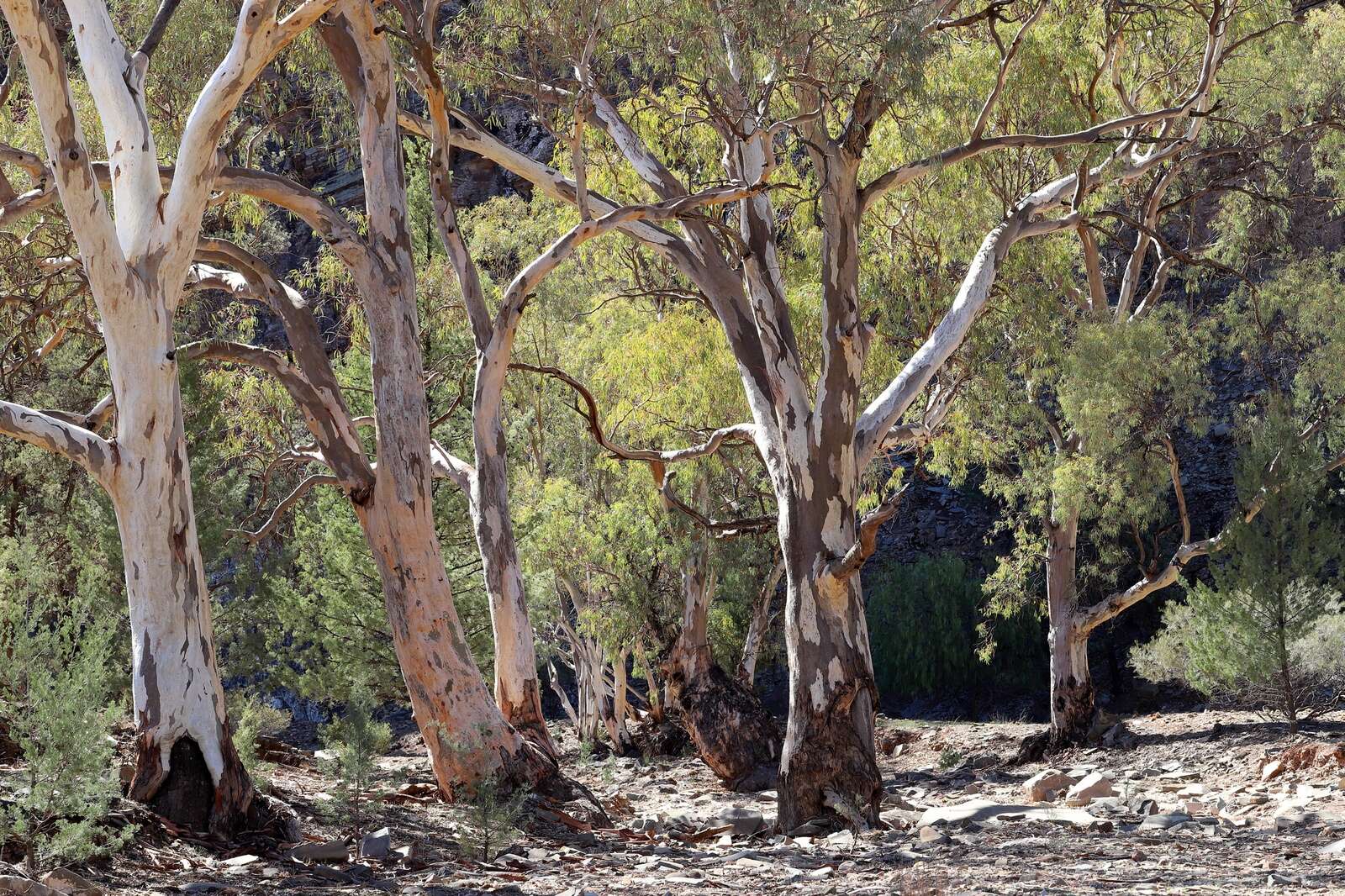 New estate honours river red gum's rich legacy | Country News