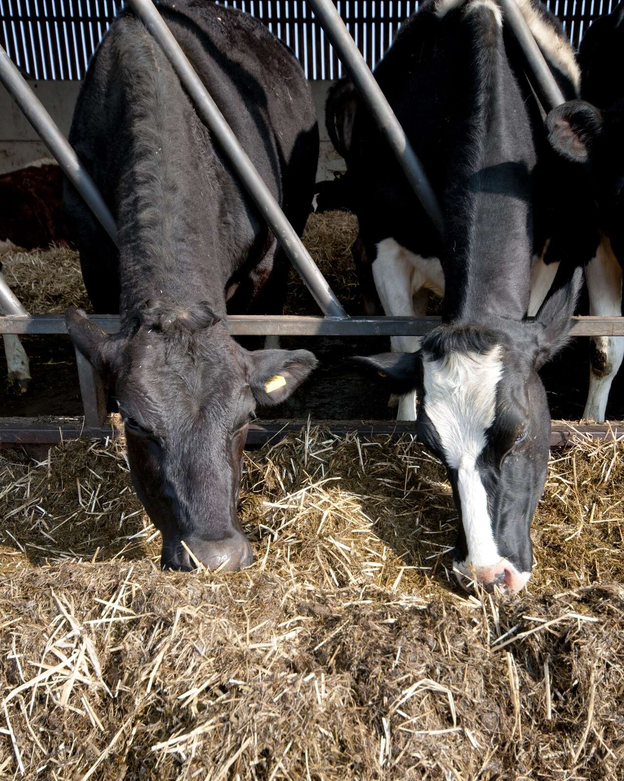 Transition critical for cows | Dairy News Australia