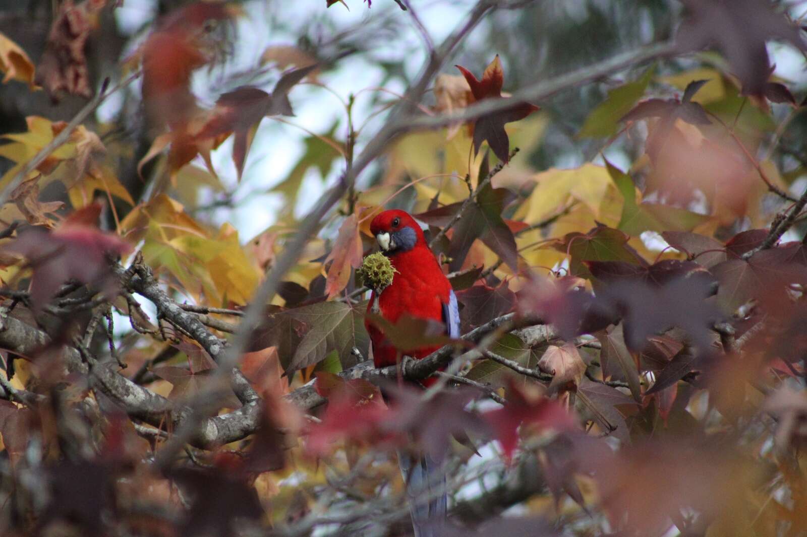 The Young and The Restless | A devilish destination through the orange ...