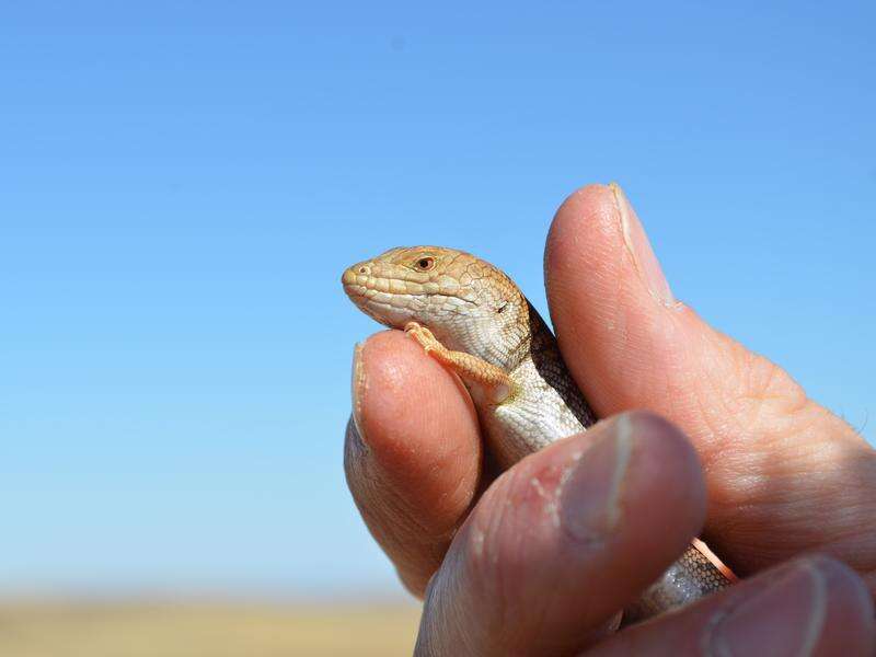 Bid to save rare Aussie skink from traders | Shepparton News