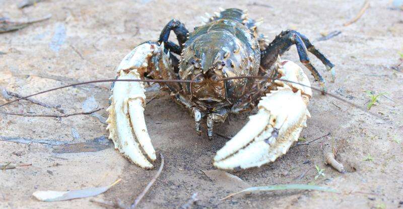 Murray Crayfish season officially opens | Yarrawonga Chronicle