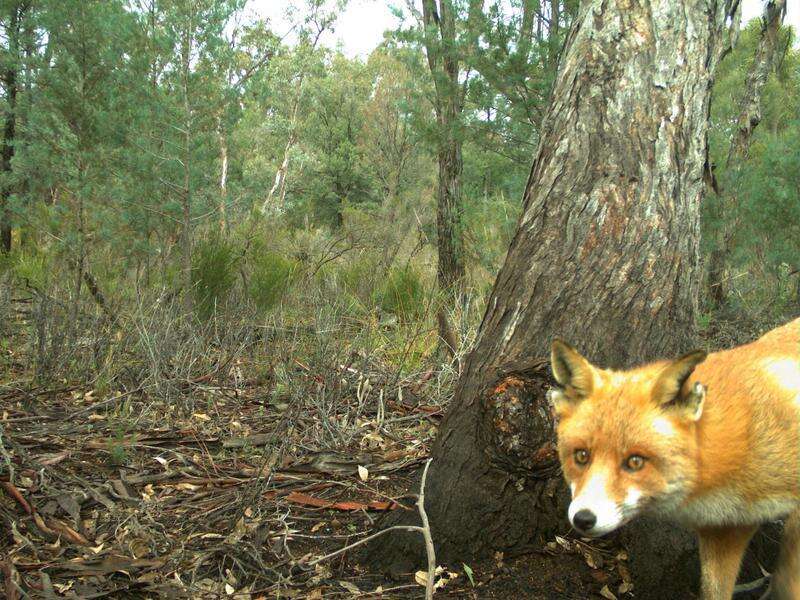 Rambo, the fox who outfoxed the hunters, bites the dust | Kyabram Free ...