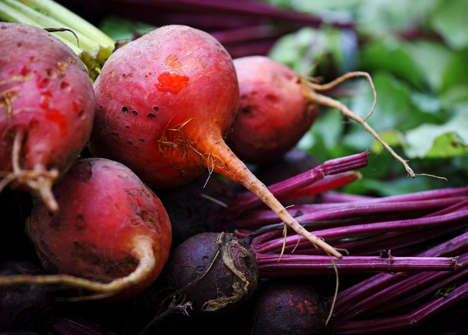 Beetroot takes a back seat | Country News